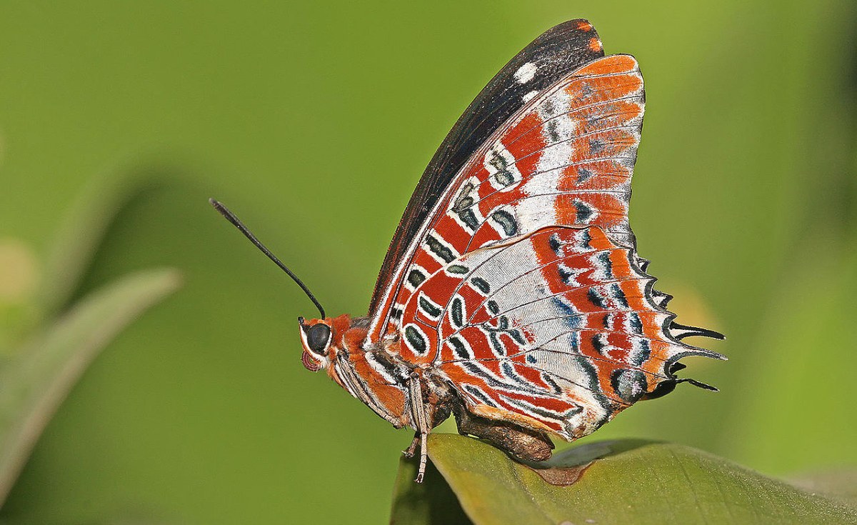 Kenya: Farming Butterflies Puts Food on the Table - allAfrica.com