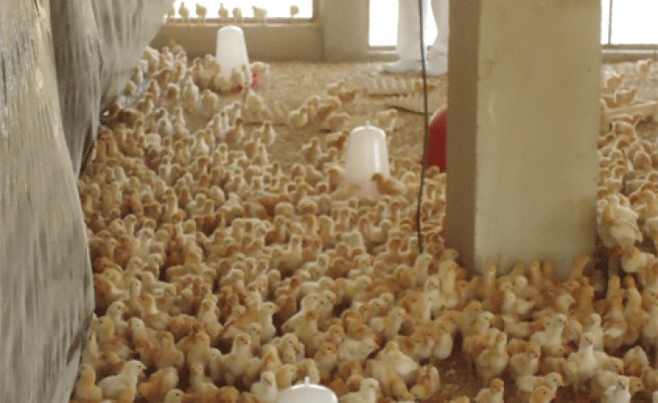 Burkina Faso: Aviculture améliorée - La ferme FADIMA, un modèle de ...