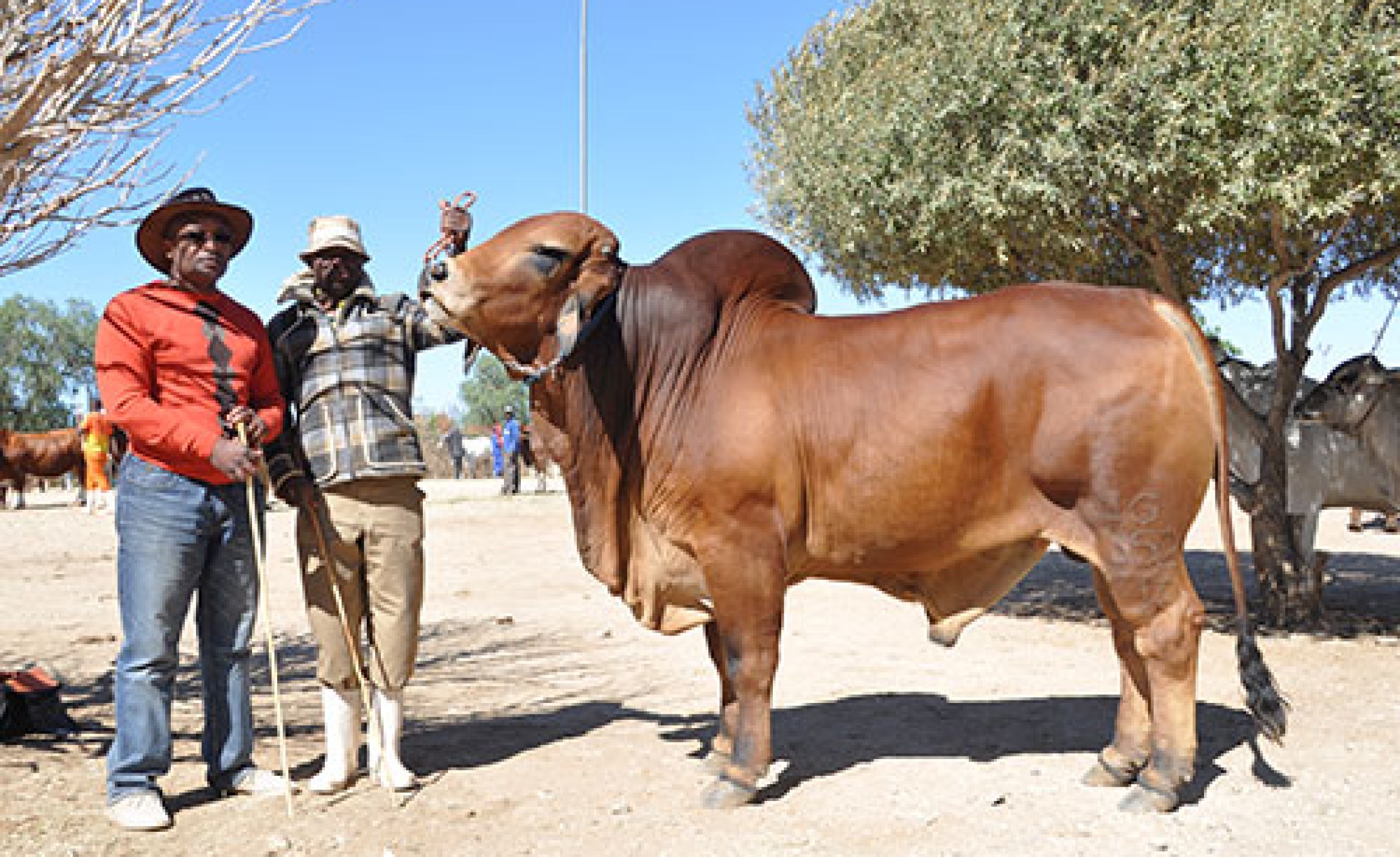 Namibia: Boesman, Namibia's Best African Brahman, Dies - allAfrica.com