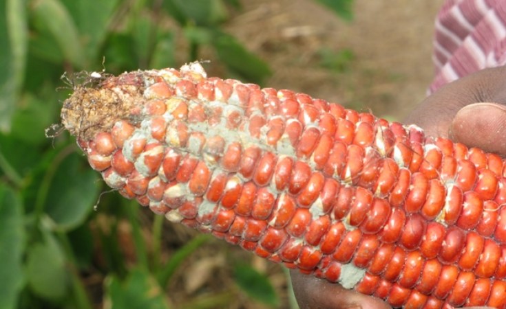 Zimbabwe The Nation Facing Worst Food Insecurity In Memory WFP zimbabwe-the-nation-facing-worst-food-insecurity-in-memory-wfp