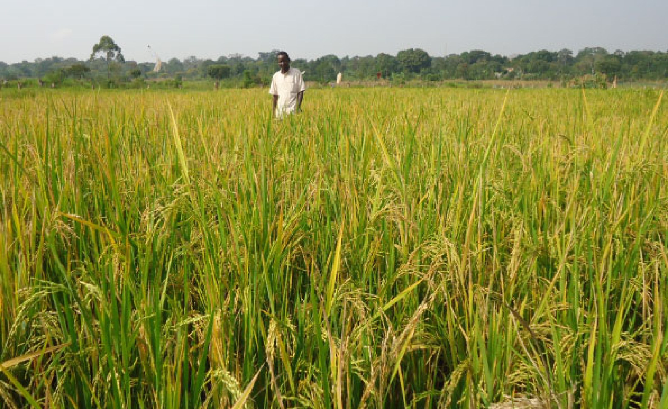 Uganda: Why Butaleja Farmers Rejected the Shs26 Billion Rice Scheme ...