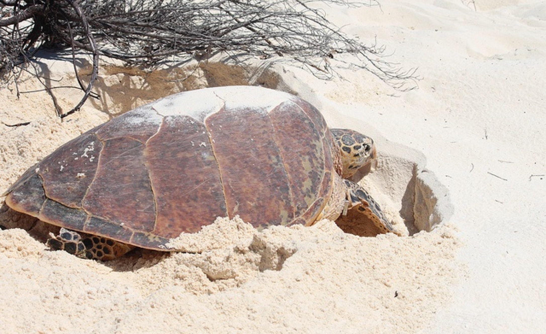 Kenya: Alarm as Dead Turtles Wash Up on Tana's Kipini Beach - allAfrica.com