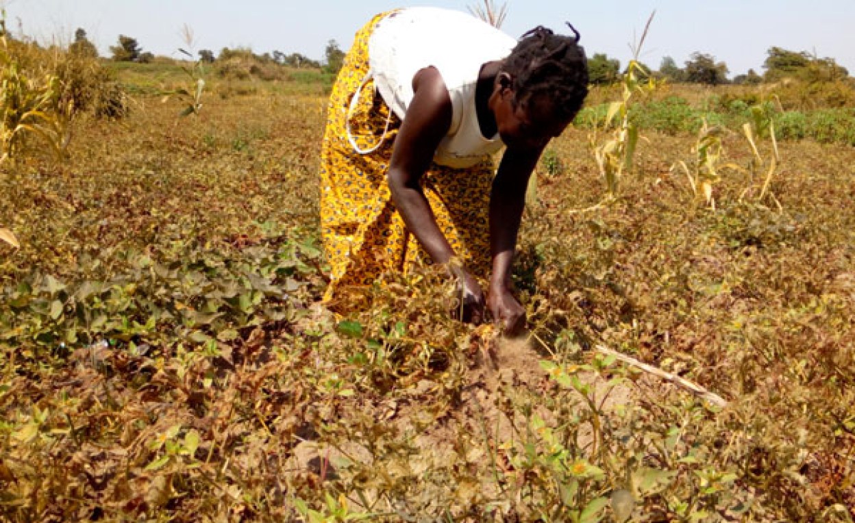 Zimbabwe: COVID-19 - Zimbabwe's Smallholder Farmers Step Into the Food ...