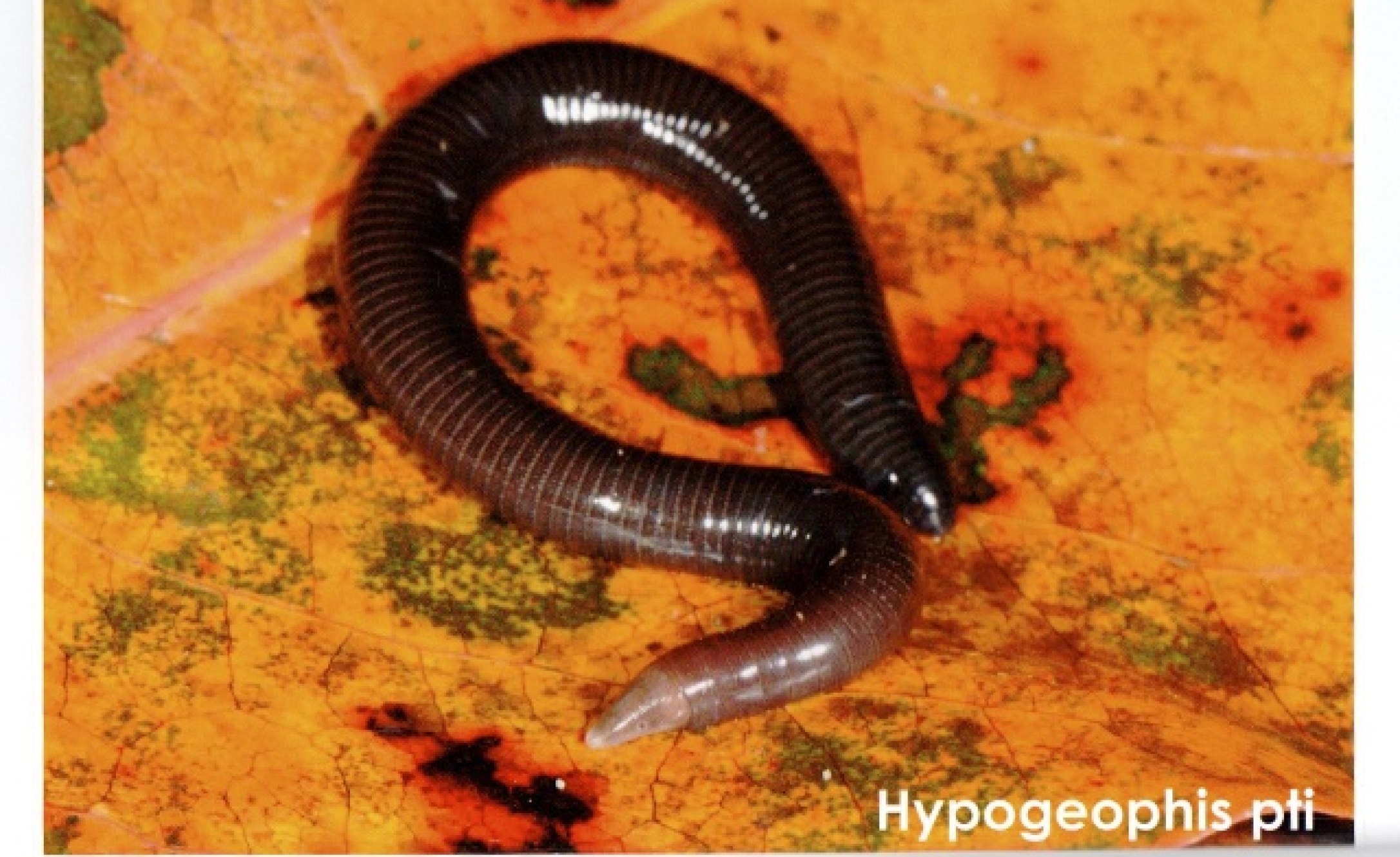 Seychelles: New Species of Caecilian Confirmed in Seychelles ...