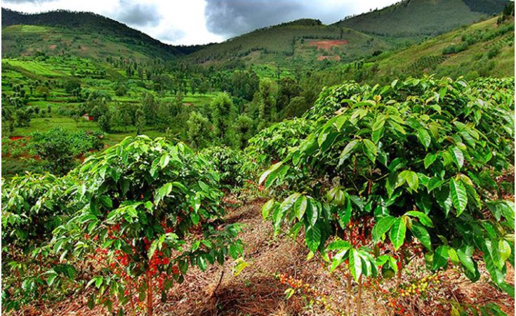 Rwanda: Coffee Farmers Seek Govt Support - allAfrica.com