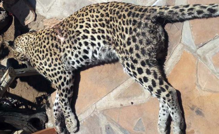 Namibia: Photos With Dead Wild Animals Not for Posts - Shifeta ...