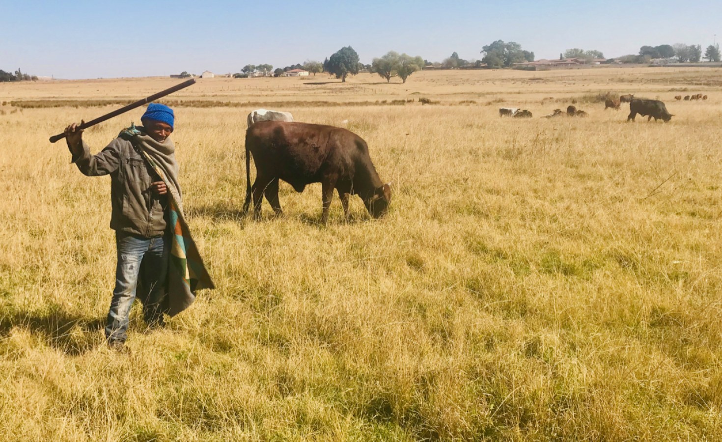 Lesotho: Herding Cattle in Gauteng to Send Every Cent Possible to ...
