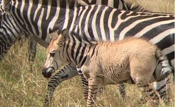 Second Rare Baby Zebra Spotted in Kenya - allAfrica.com