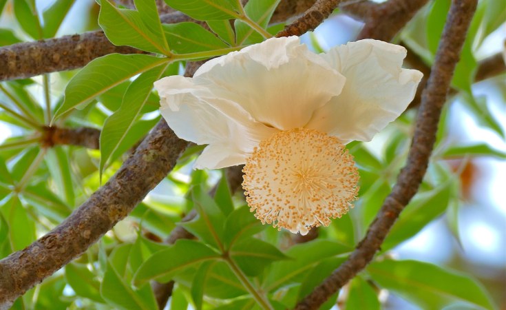 Baobab Flower