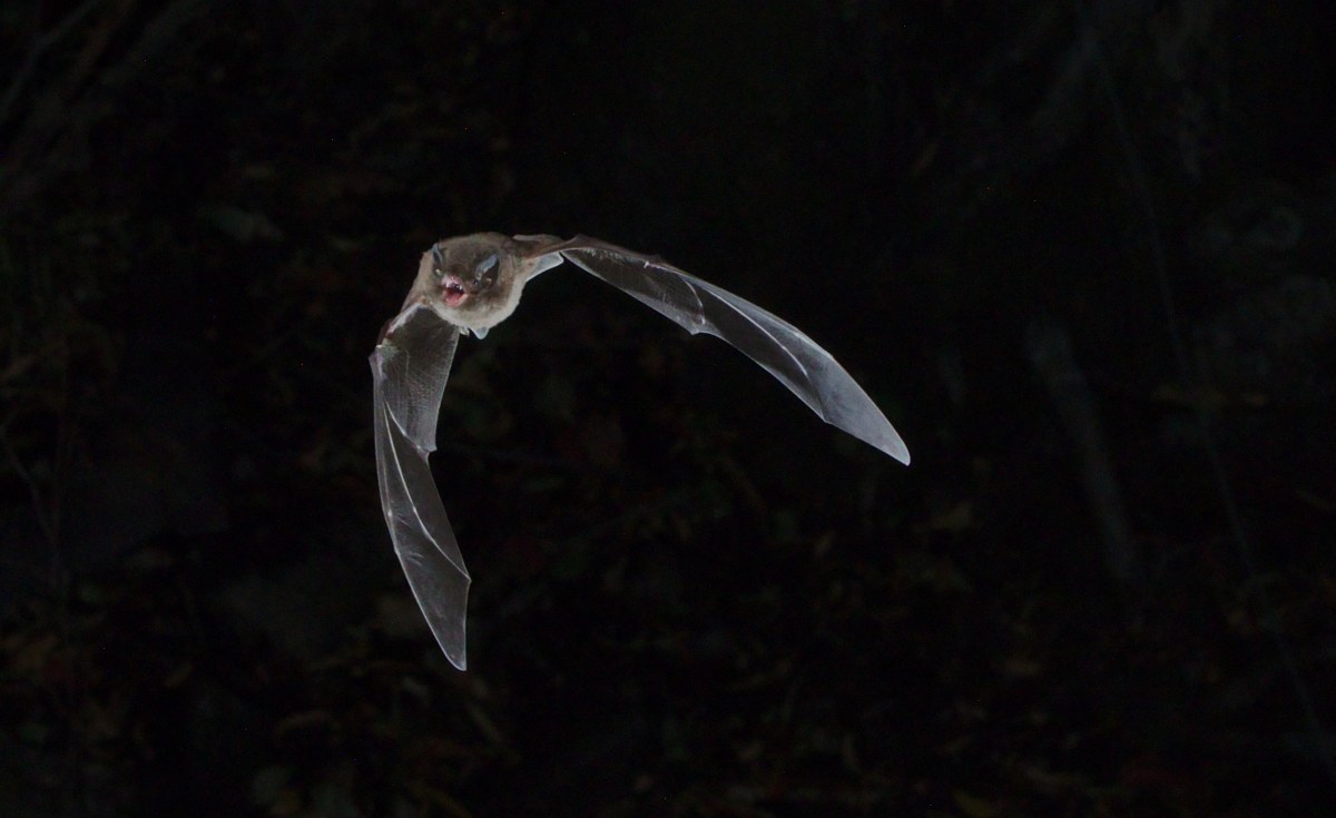 Africa Is Full of Bats, but Their Fossils Are Scarce - Why These Rare ...